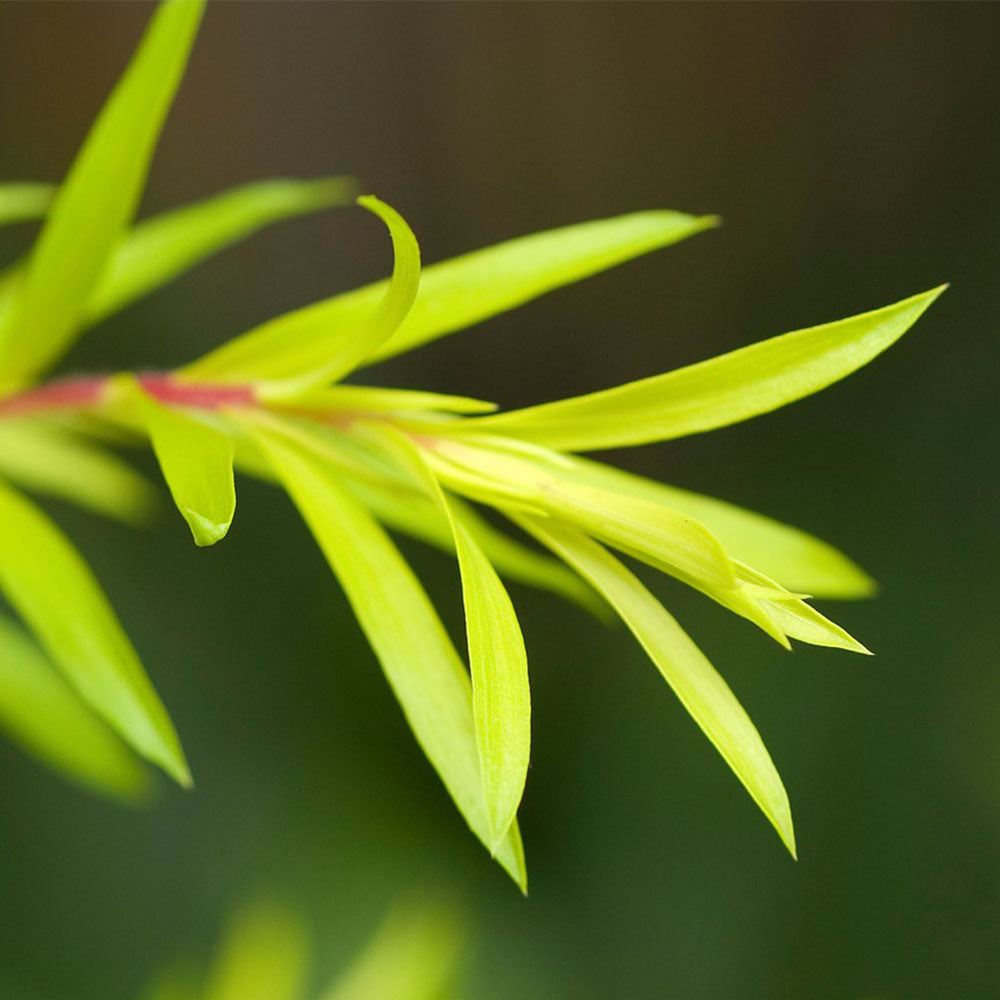 Tea Tree Australian Essential Oil – Pure Tea Tree Australian Oil ...