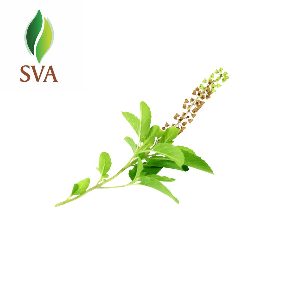 Buy Tulsi Holy Basil Essential Oil for Diffuser & Aromatherapy – SVA ...